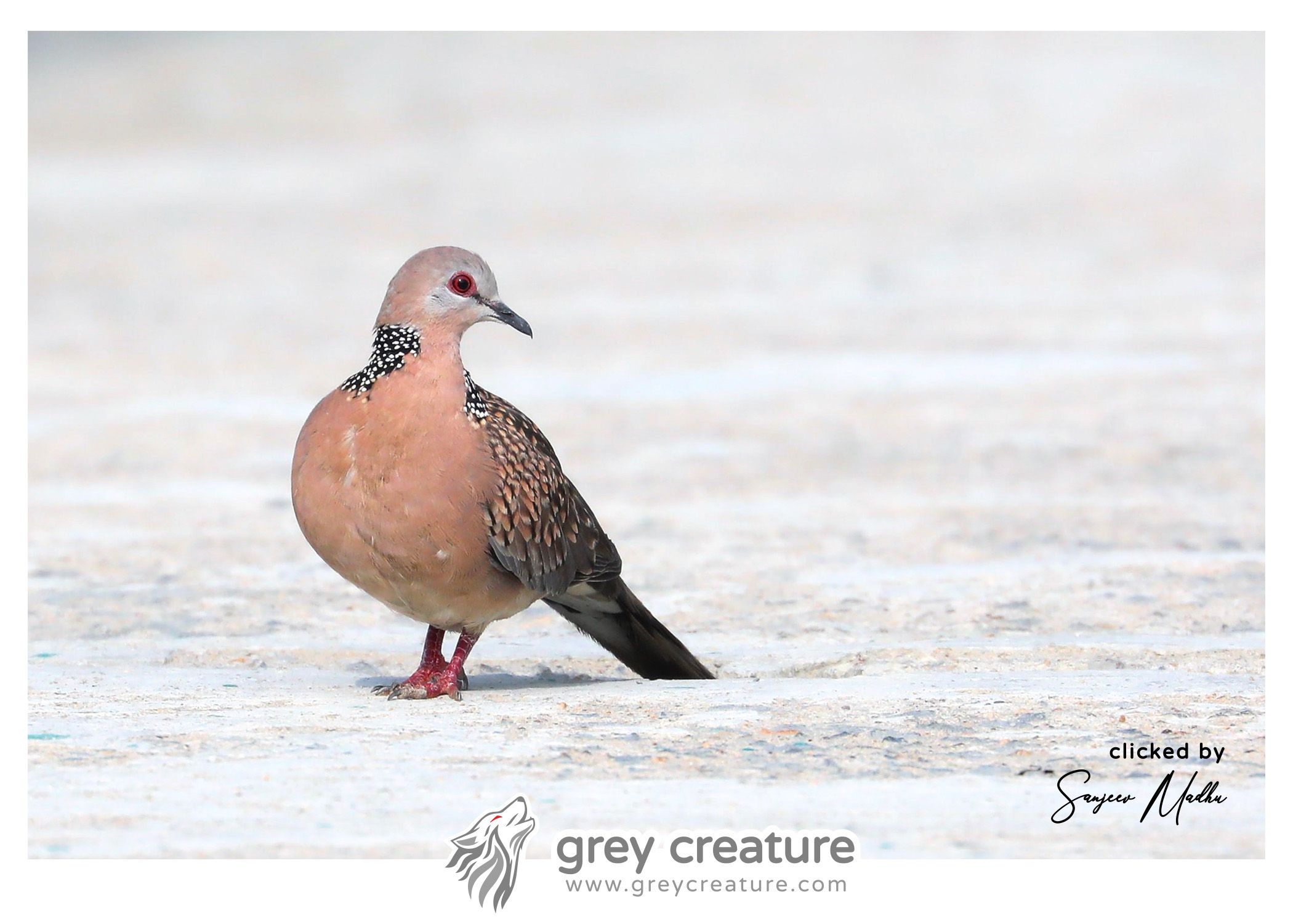 Home Page - GreyCreature