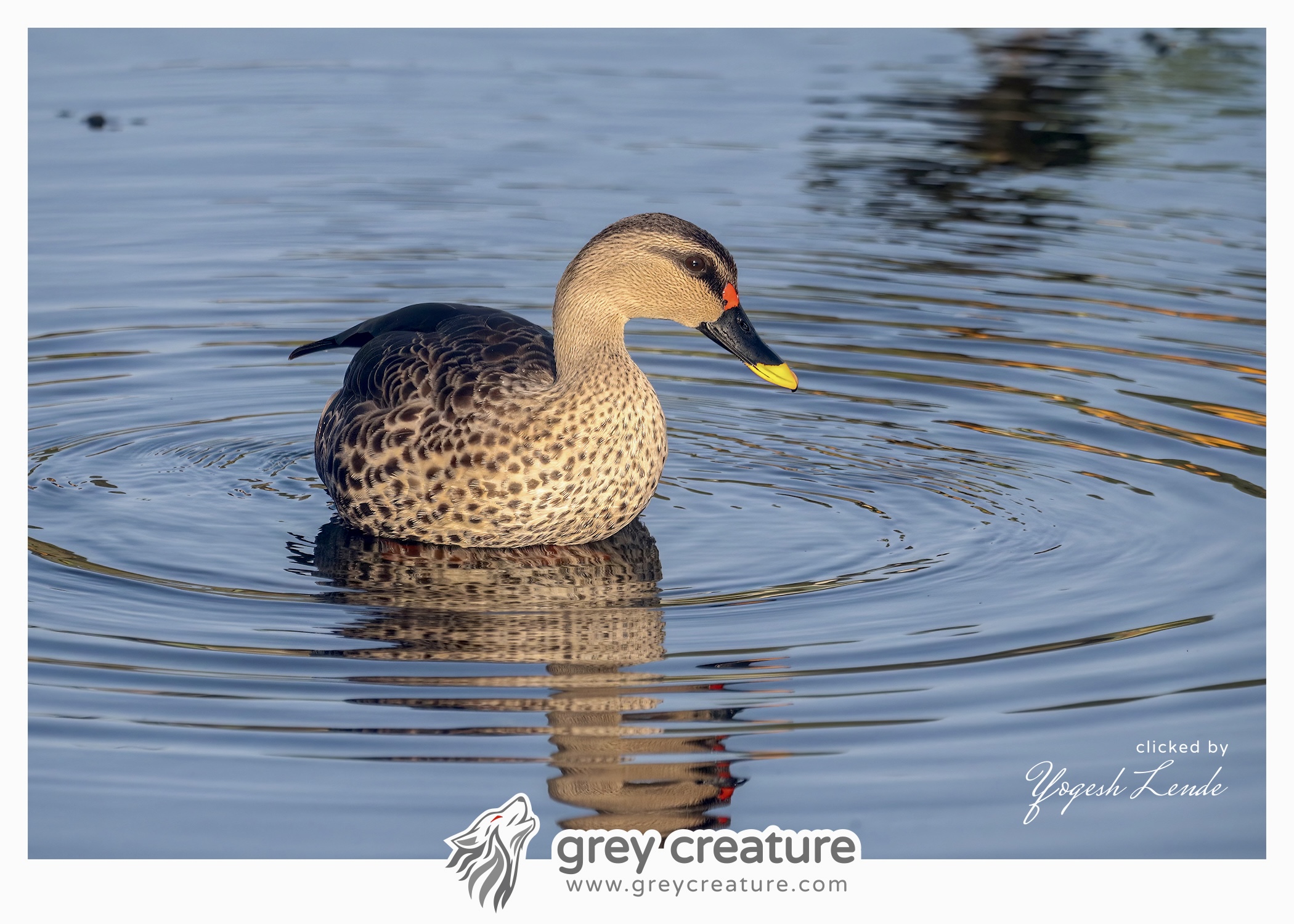 Home Page - GreyCreature